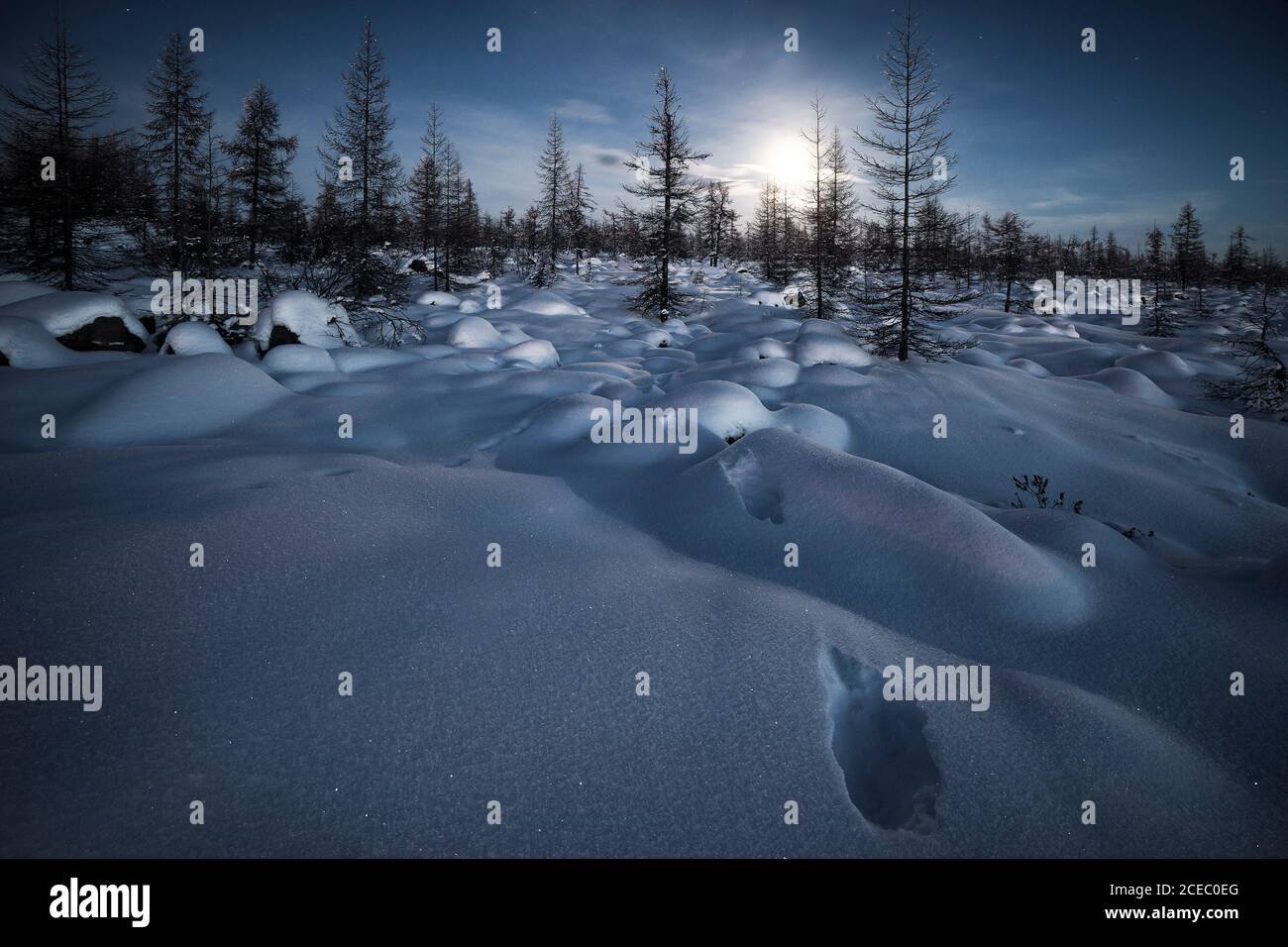 Winter landscape. Forest, Moon Stock Photo - Alamy