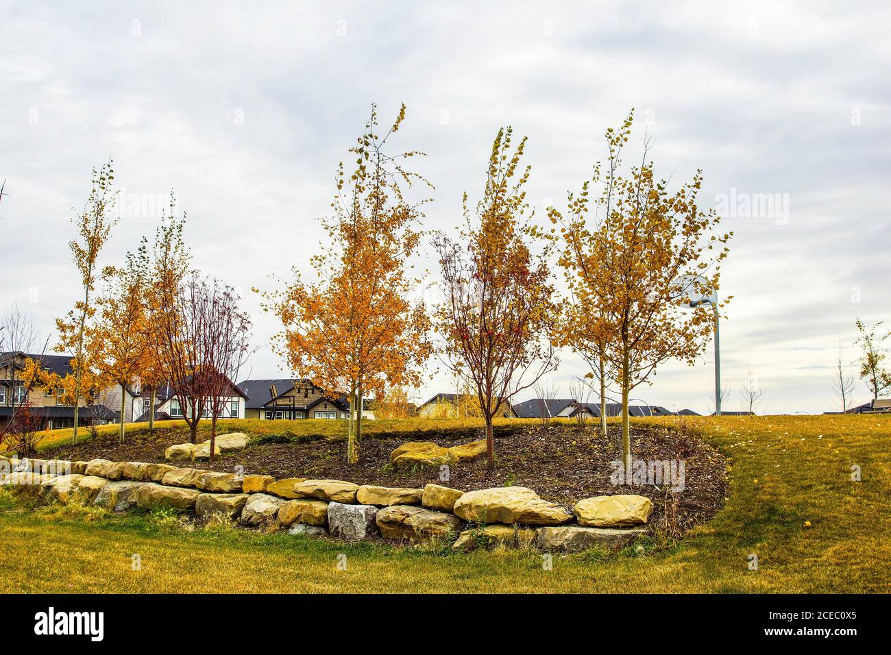 Trees with brown leaves hi-res stock photography and images - Alamy