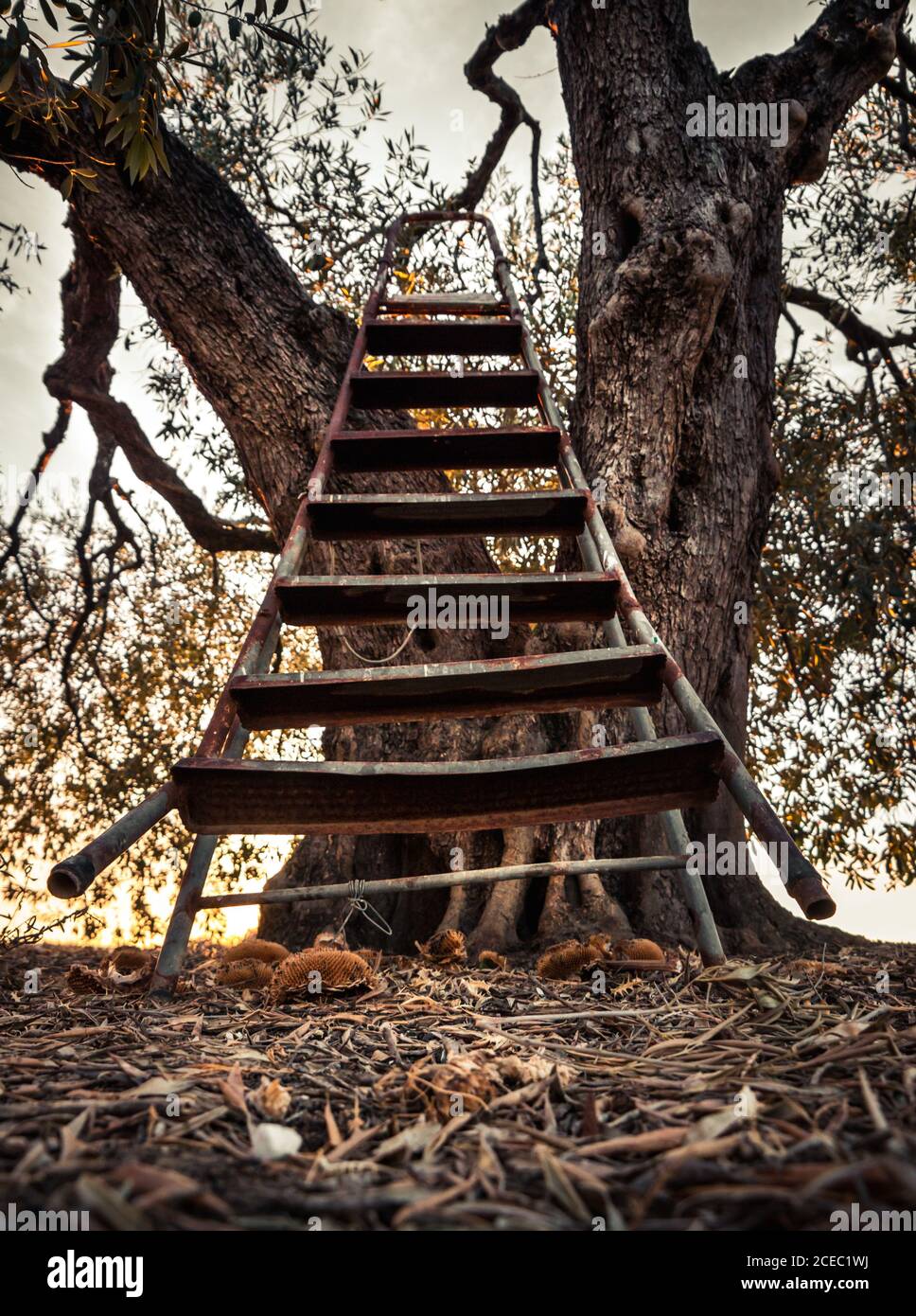 Old wood ladder hi-res stock photography and images - Alamy