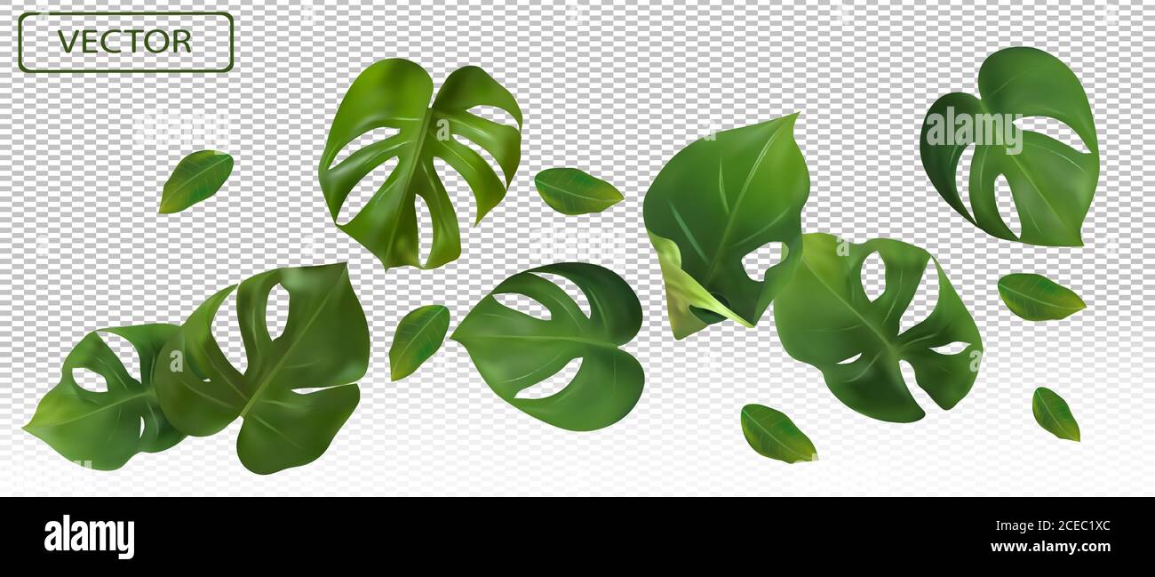 Tropical green leaves monstera on a transparent background. Banner for ...