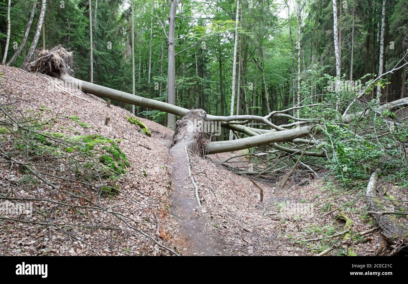 Path in the forest with fallen tree, blocking the path Stock Photo - Alamy