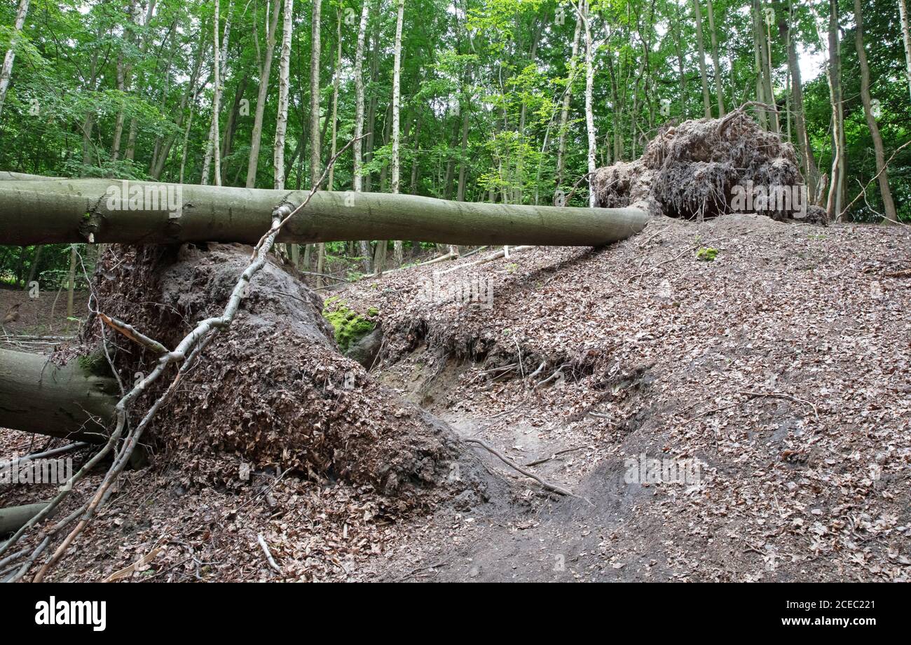 Path in the forest with fallen tree, blocking the path Stock Photo - Alamy