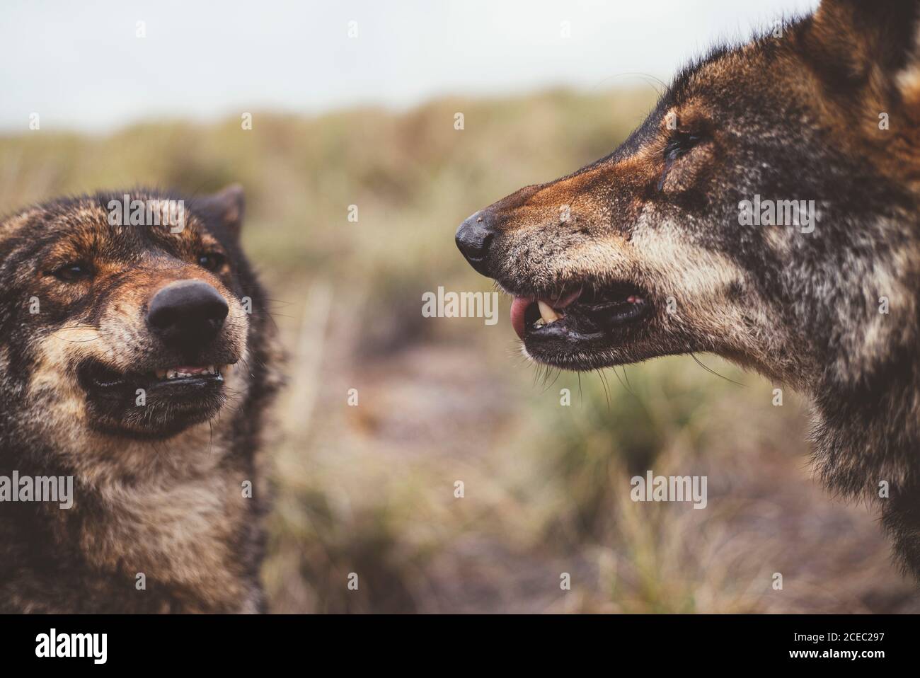 Two brown wolves roaring on each other in the nature Stock Photo - Alamy