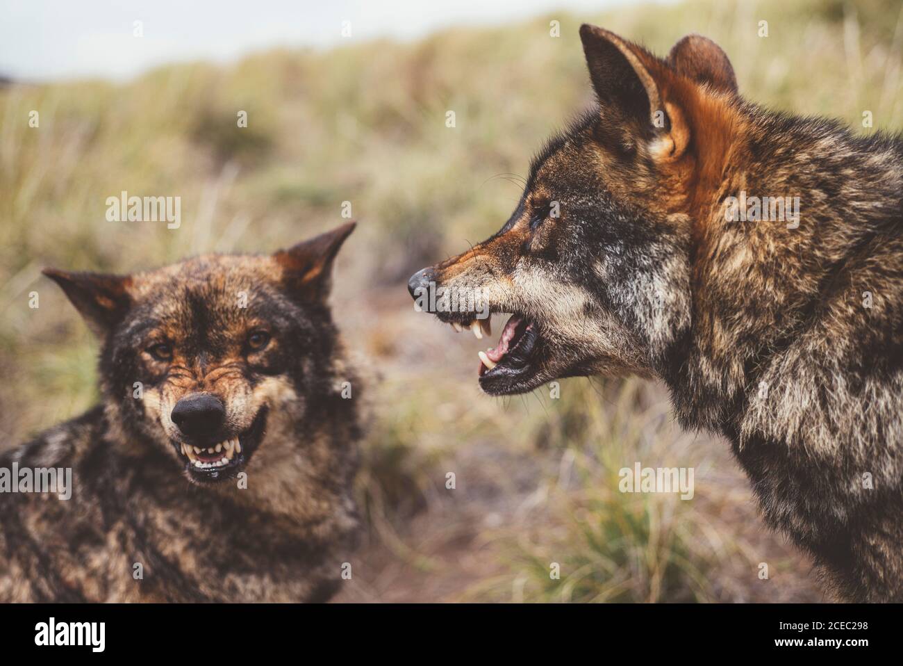 Two wolves roaring on each other Stock Photo - Alamy