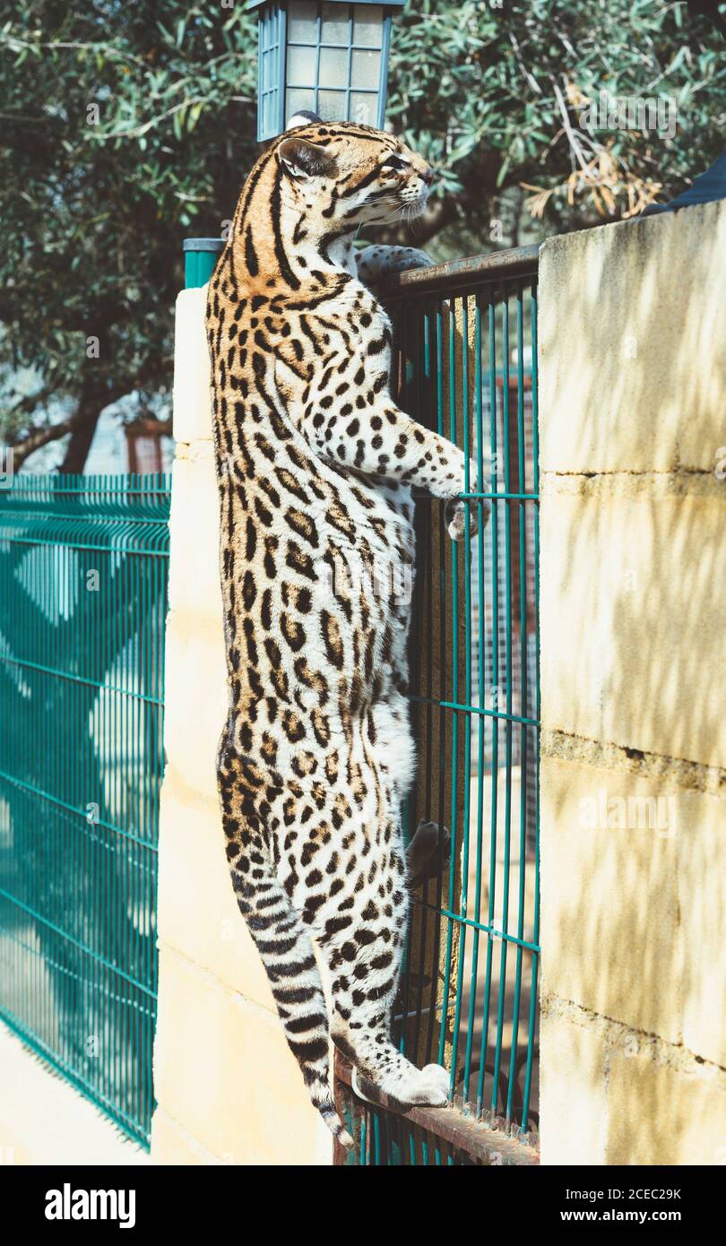Side view leopard hi-res stock photography and images - Alamy