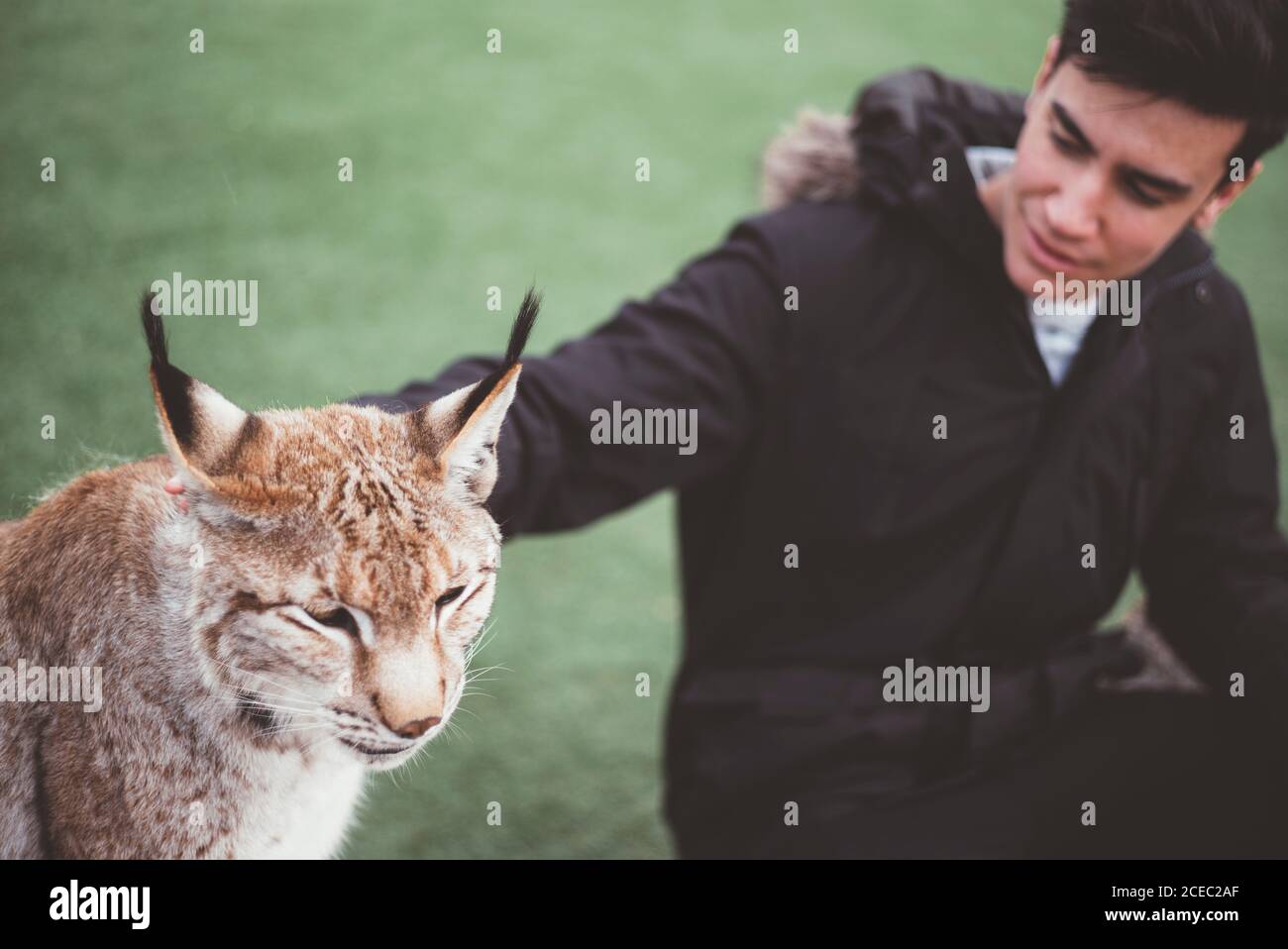 Graceful lynx hi-res stock photography and images - Alamy