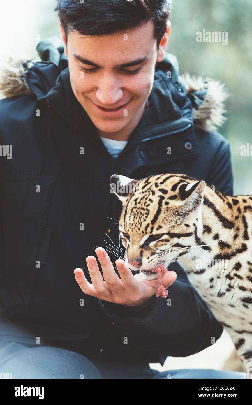 Smiling leopard hi-res stock photography and images - Alamy