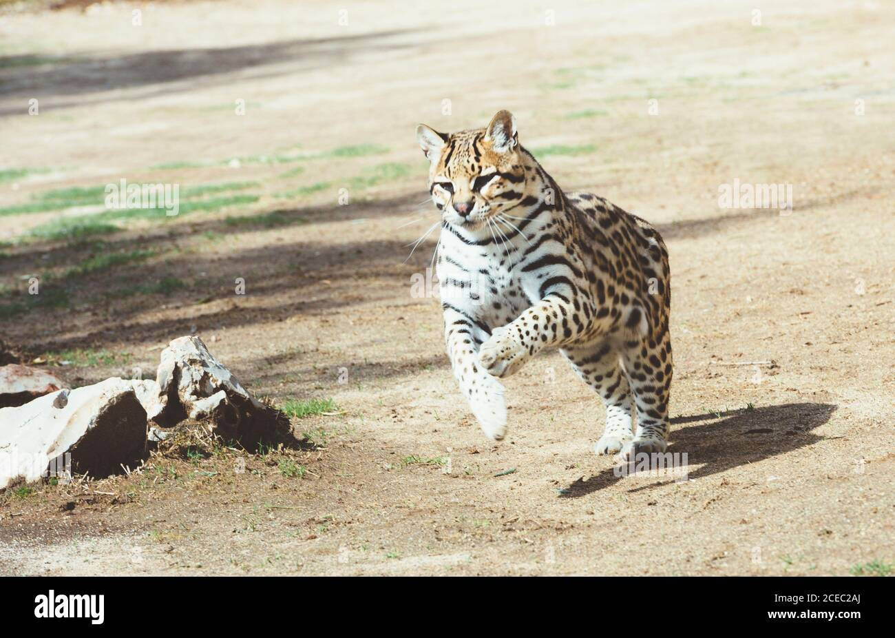 Dangerous young leopard running on the lawn in the zoo Stock Photo - Alamy