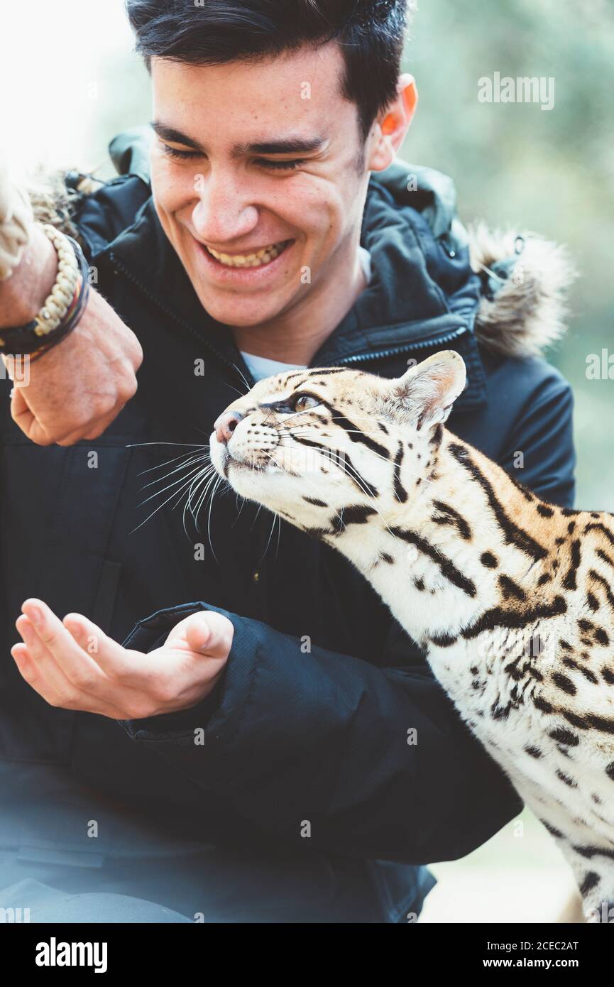 man feeding leopard in zoo Stock Photo - Alamy