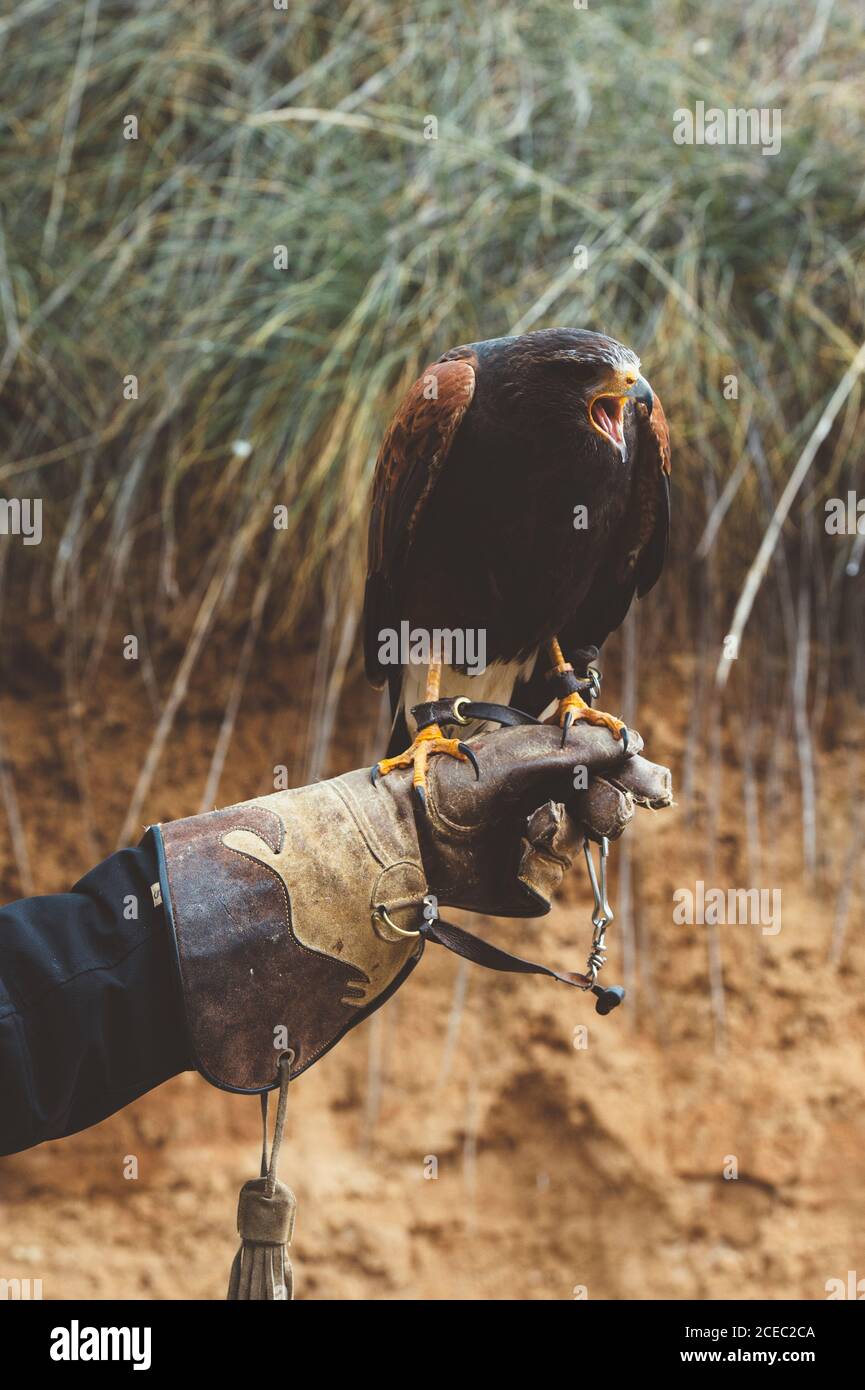 Man holding falcon on hand Stock Photo - Alamy