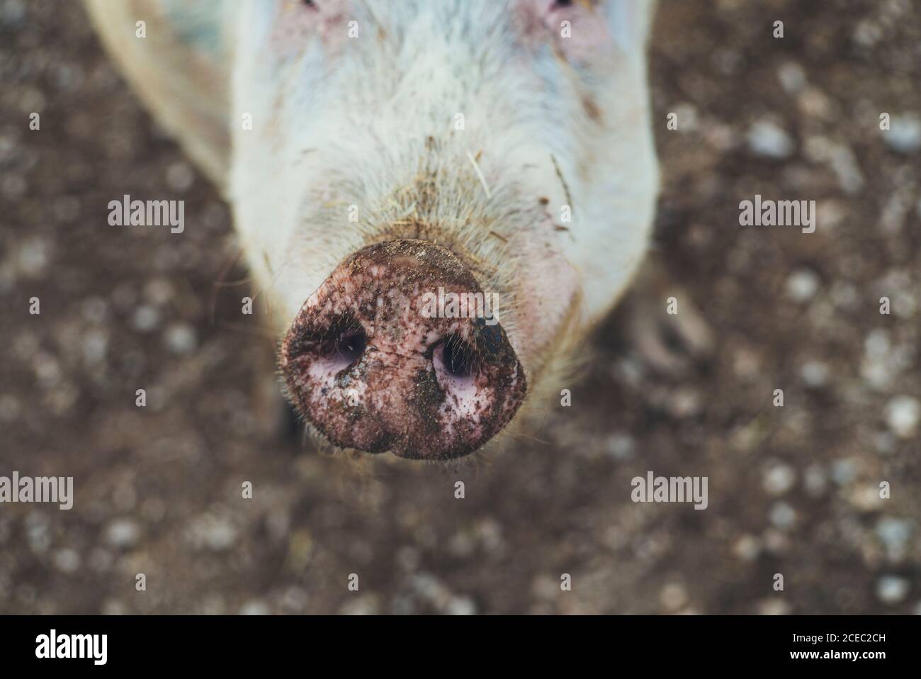Pig snout hi-res stock photography and images - Alamy
