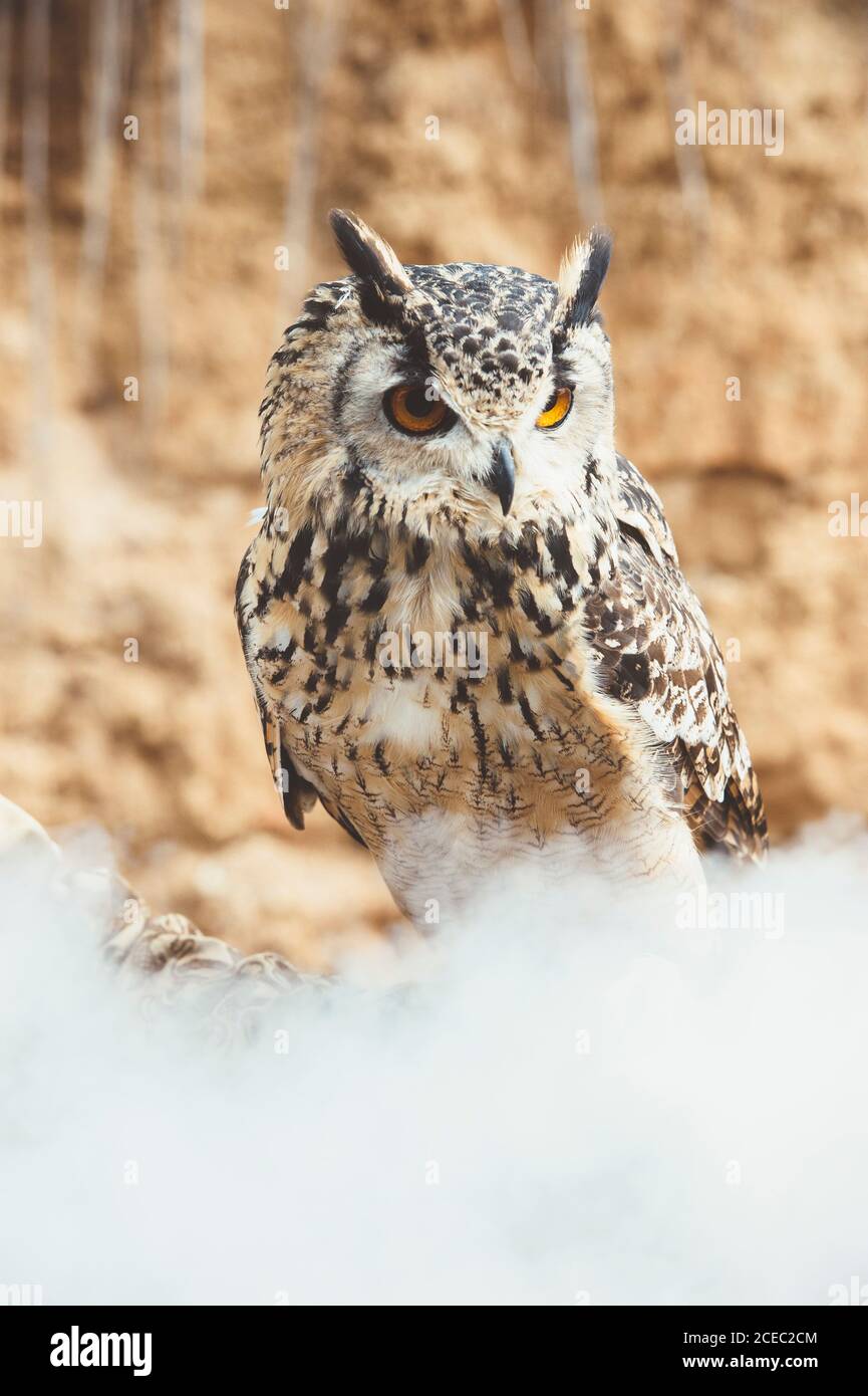 Owl on hand in smoke Stock Photo - Alamy