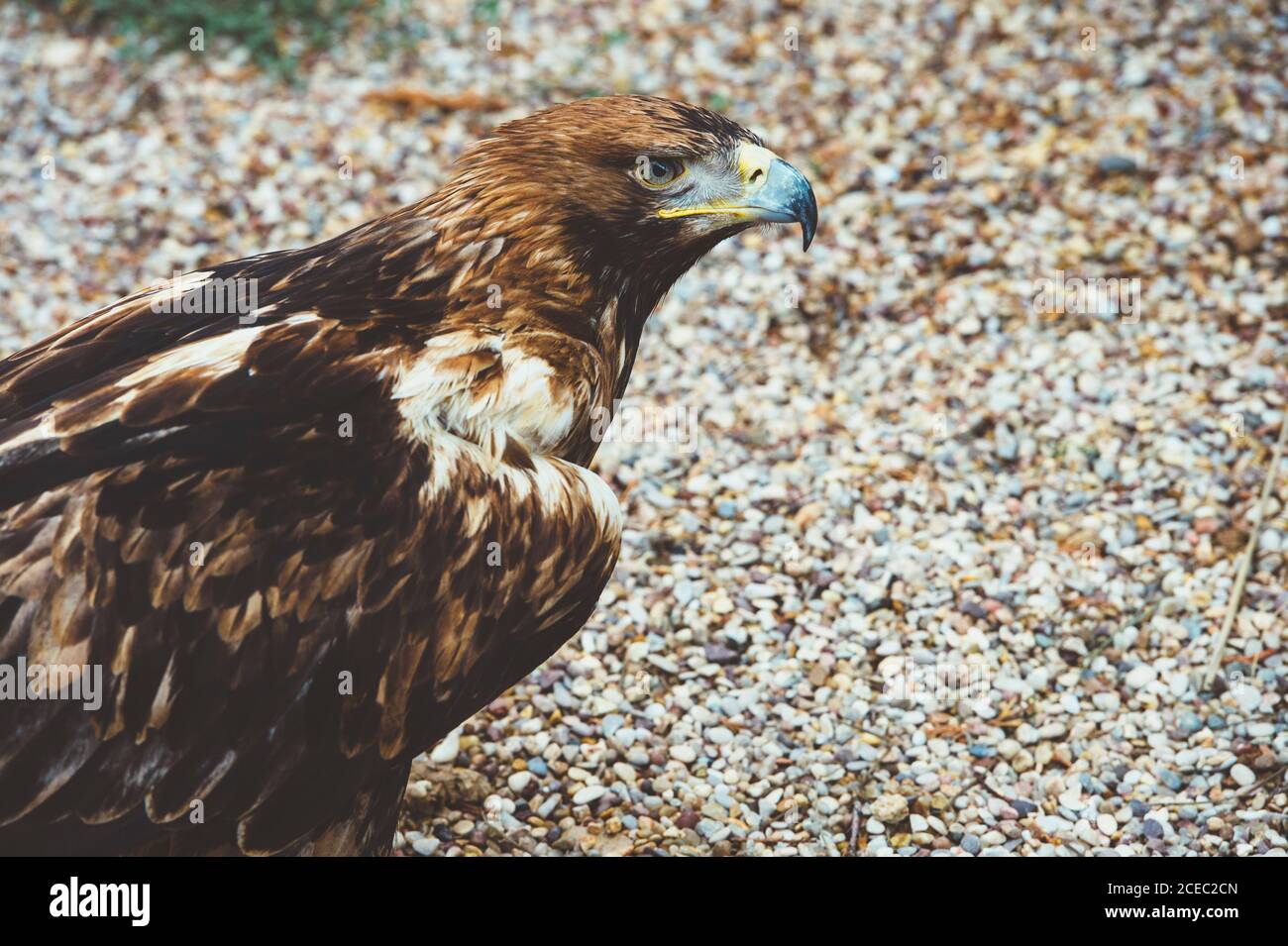 Falcon sitting on the ground Stock Photo - Alamy