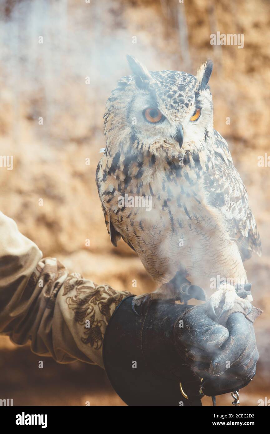 Owl on hand hi-res stock photography and images - Alamy