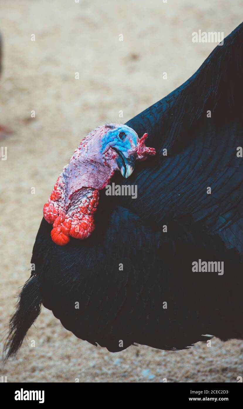 Turkey with colorful head Stock Photo - Alamy