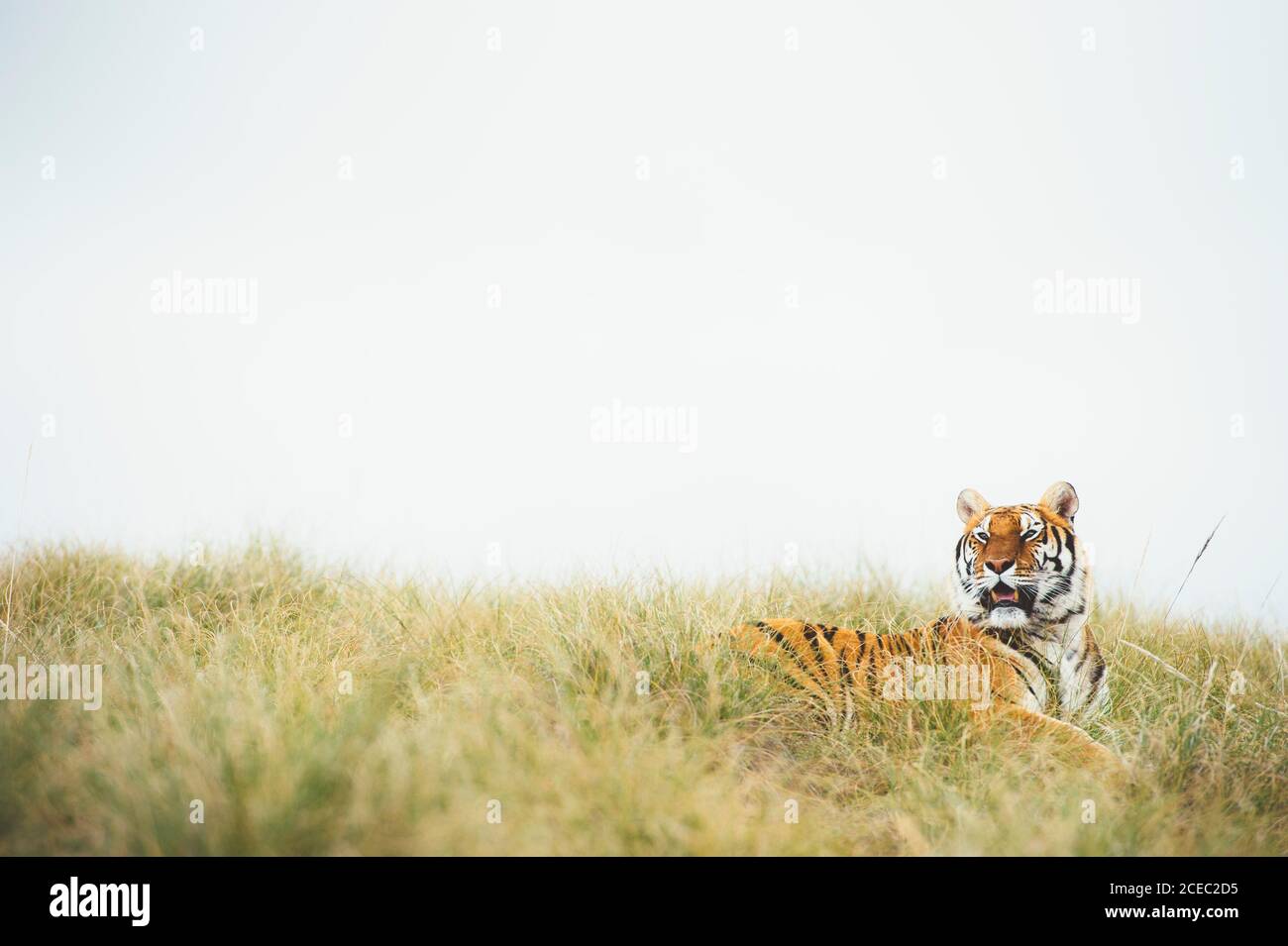 Tiger with green hi-res stock photography and images - Alamy