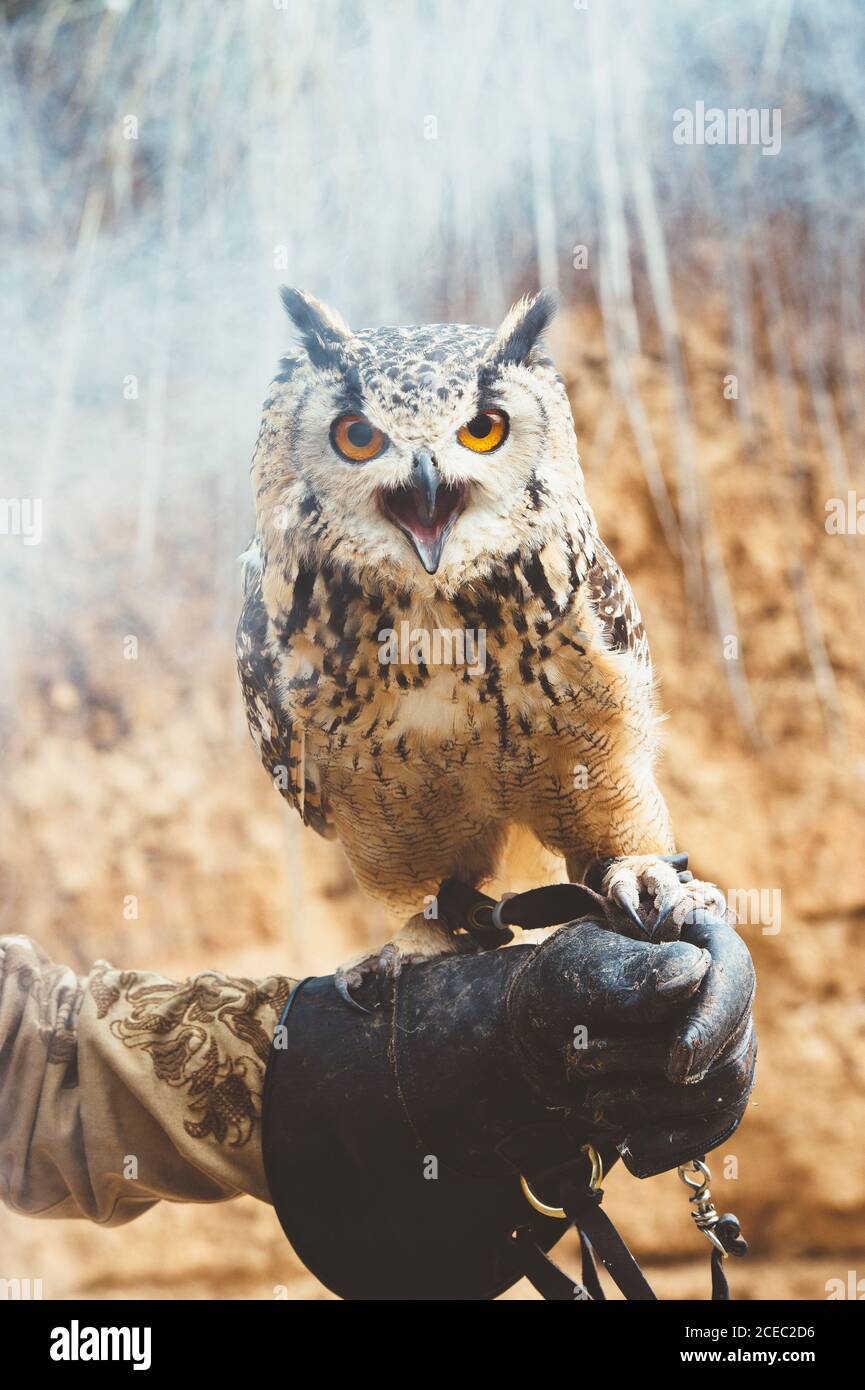Big owl hi-res stock photography and images - Alamy