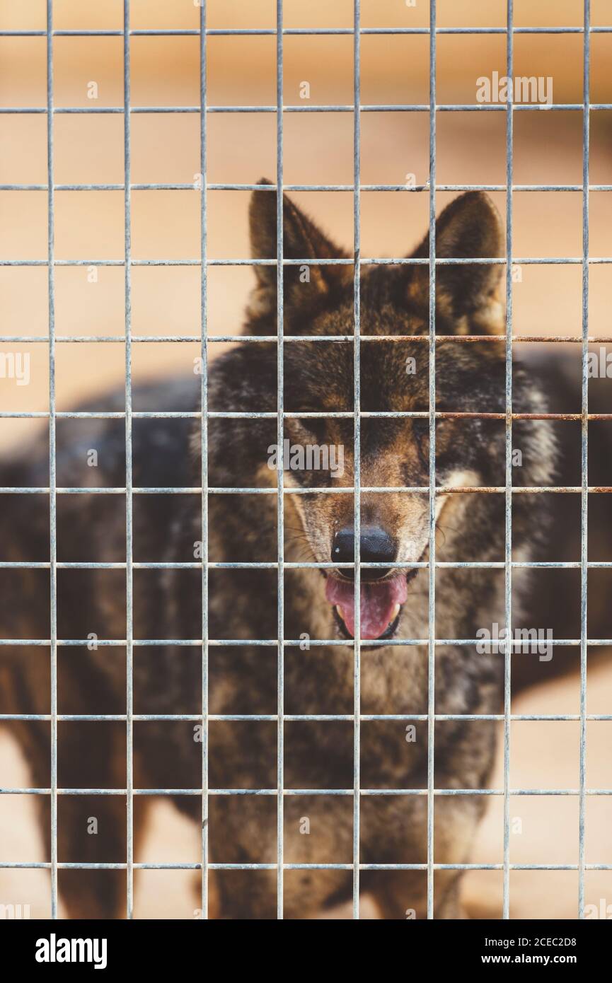 Beautiful Brown Wolf