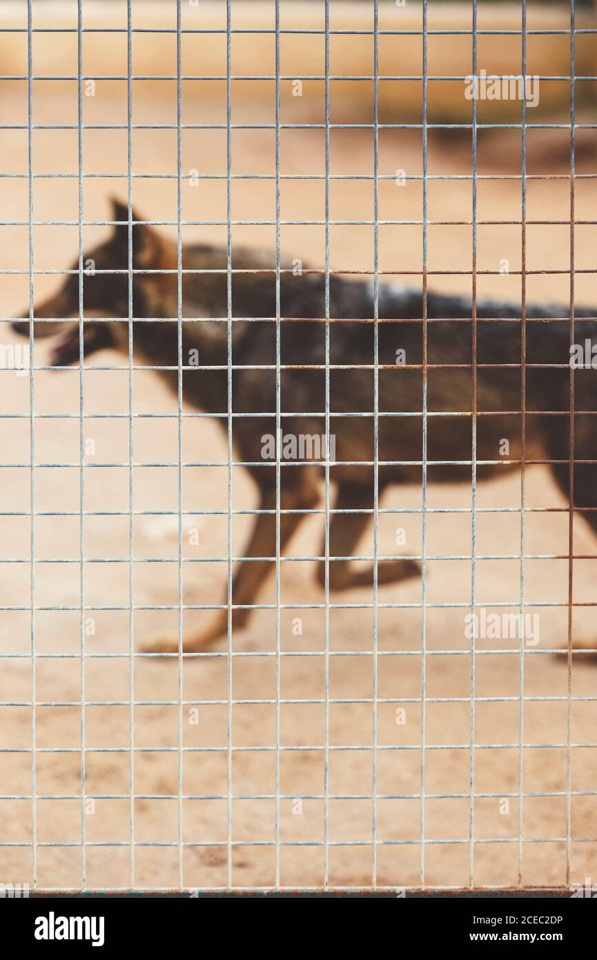 Brown wolf in cage Stock Photo - Alamy