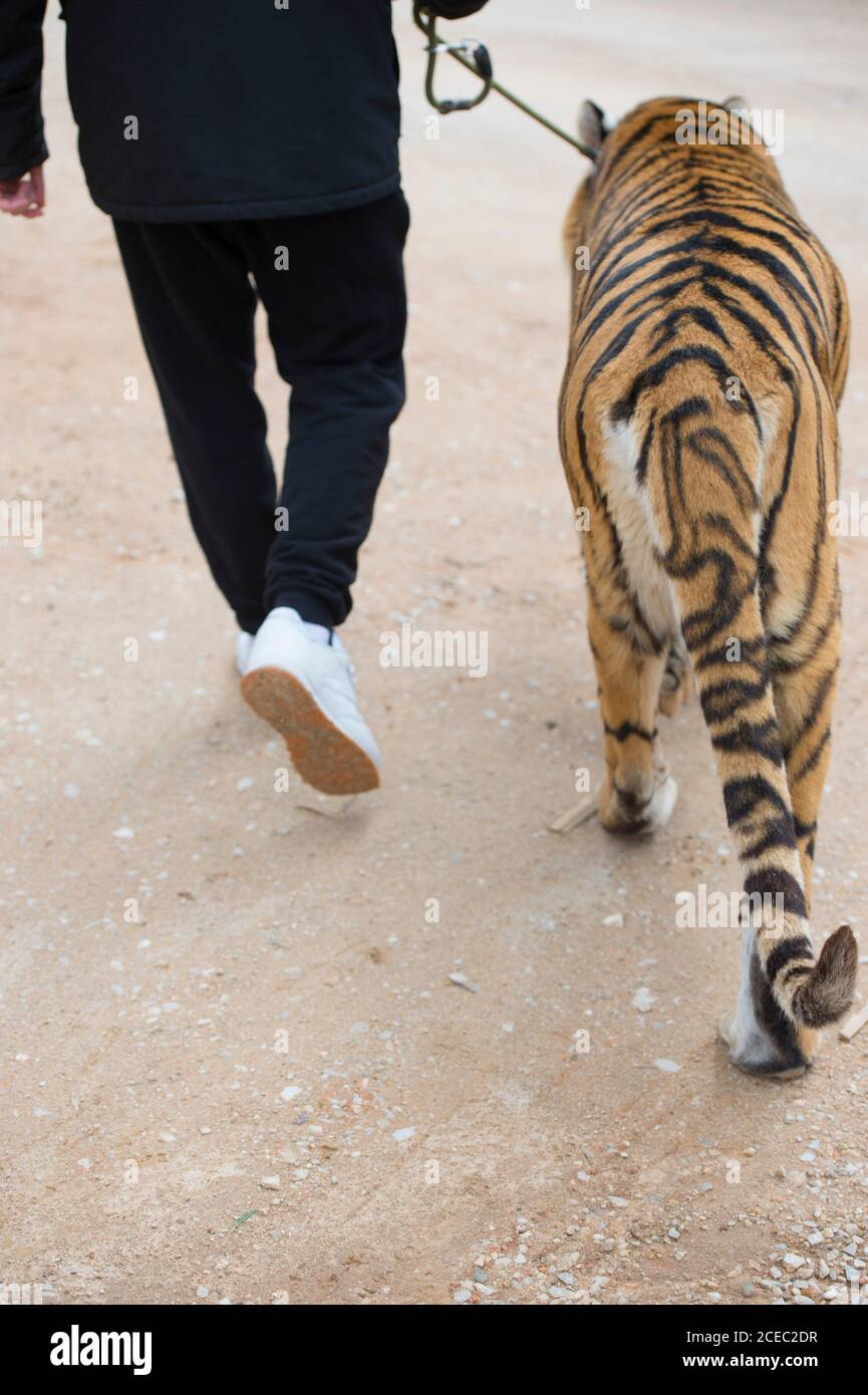 Man walking with leashed tiger Stock Photo - Alamy