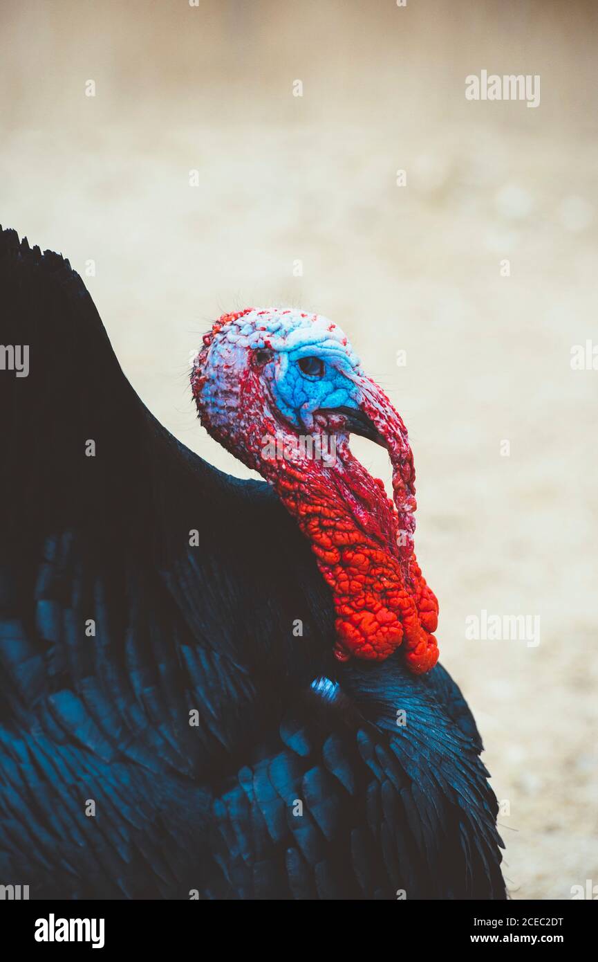 Side view of black feathered turkey with colorful head on a farm Stock ...