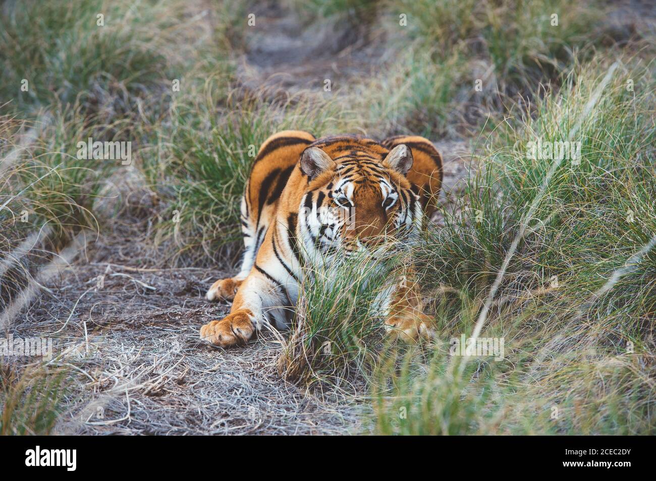 Tiger reserve meadow hi-res stock photography and images - Alamy
