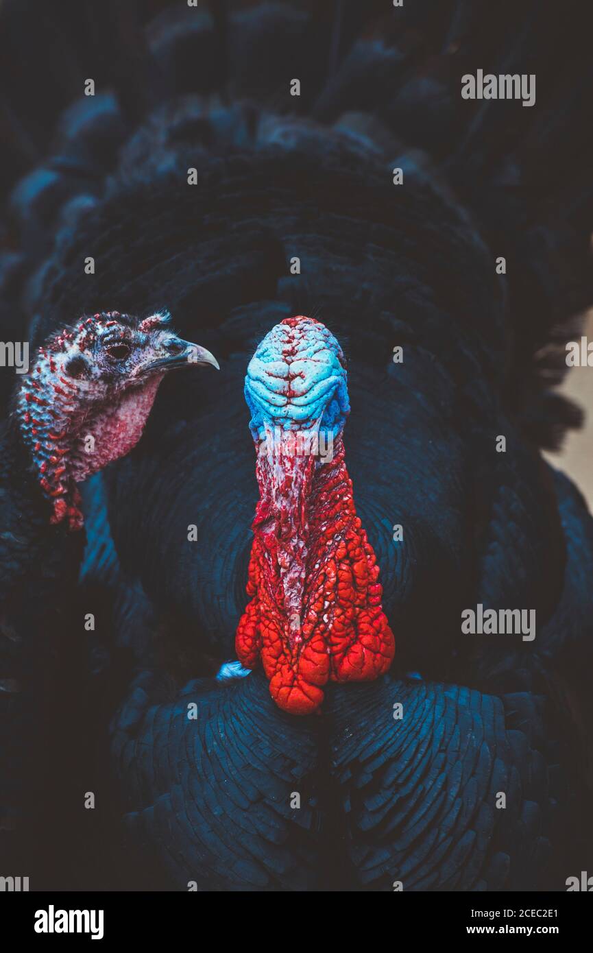 Turkey with colorful head Stock Photo - Alamy