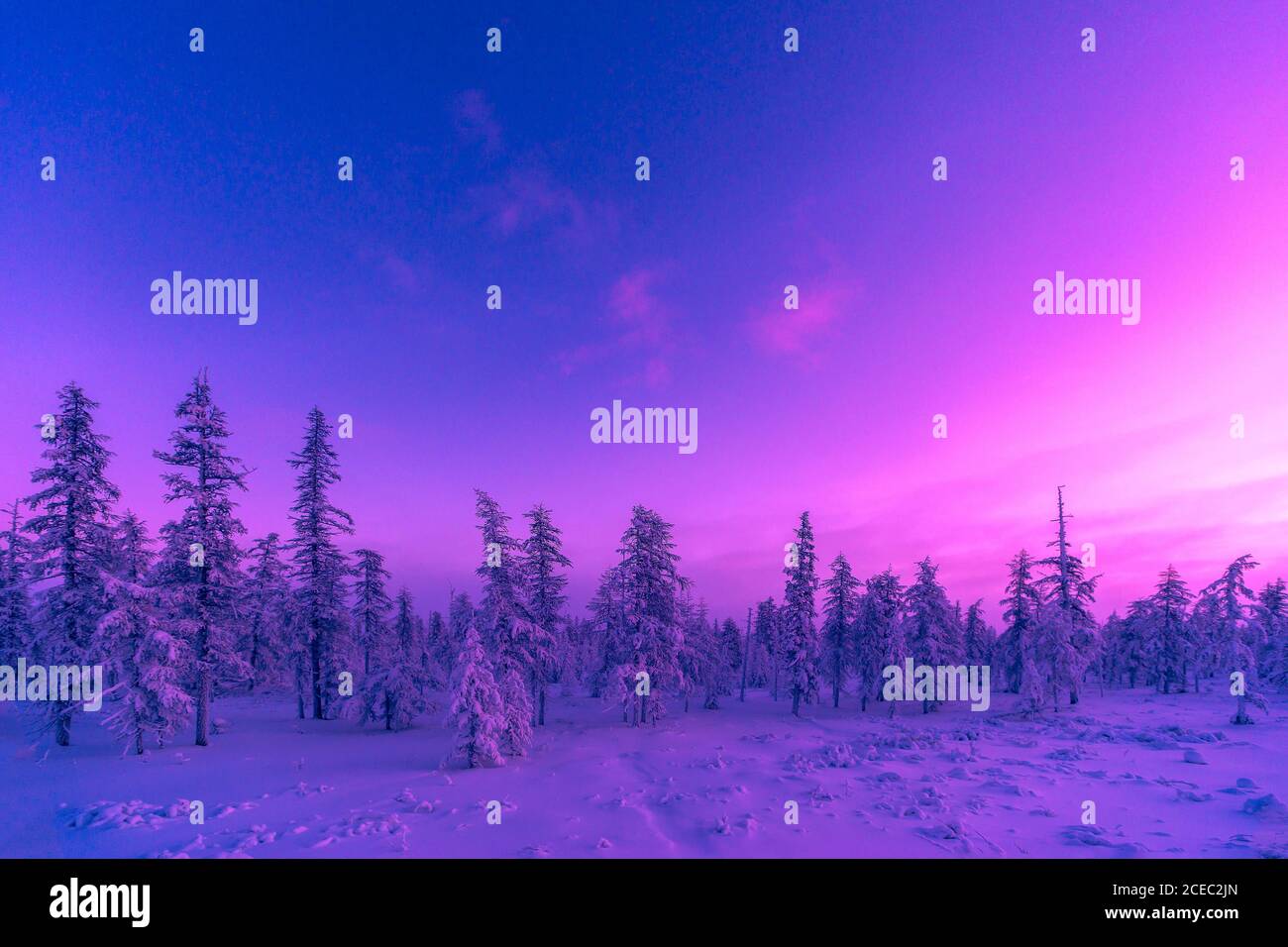 Beautiful winter landscape scene with snow covered trees. Falling ...