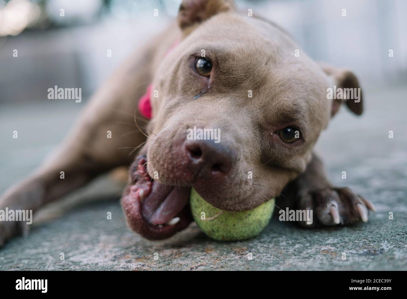Dog playing with ball outdoors Stock Photo - Alamy