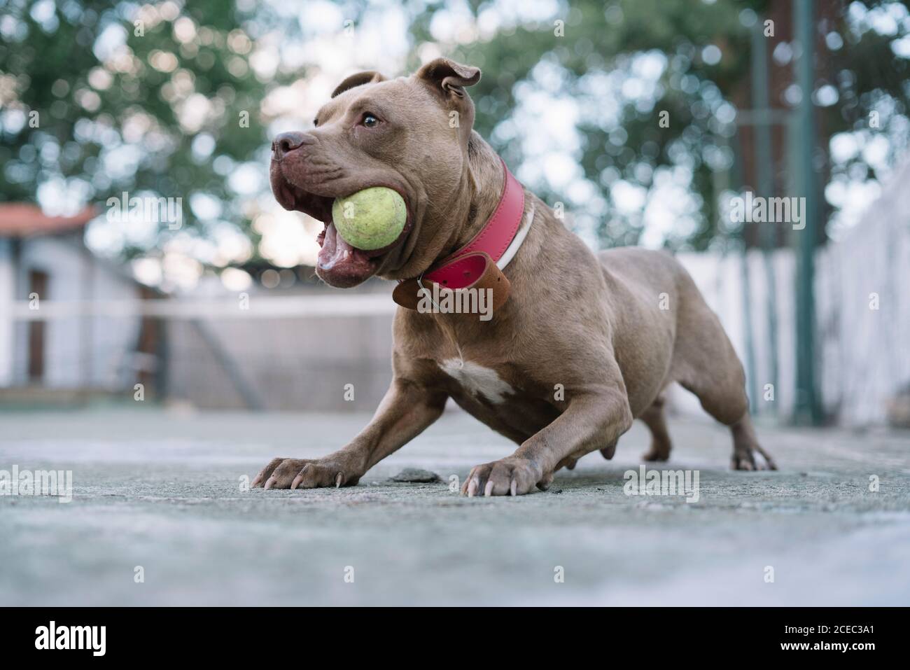 Dog playing with ball outdoors Stock Photo - Alamy