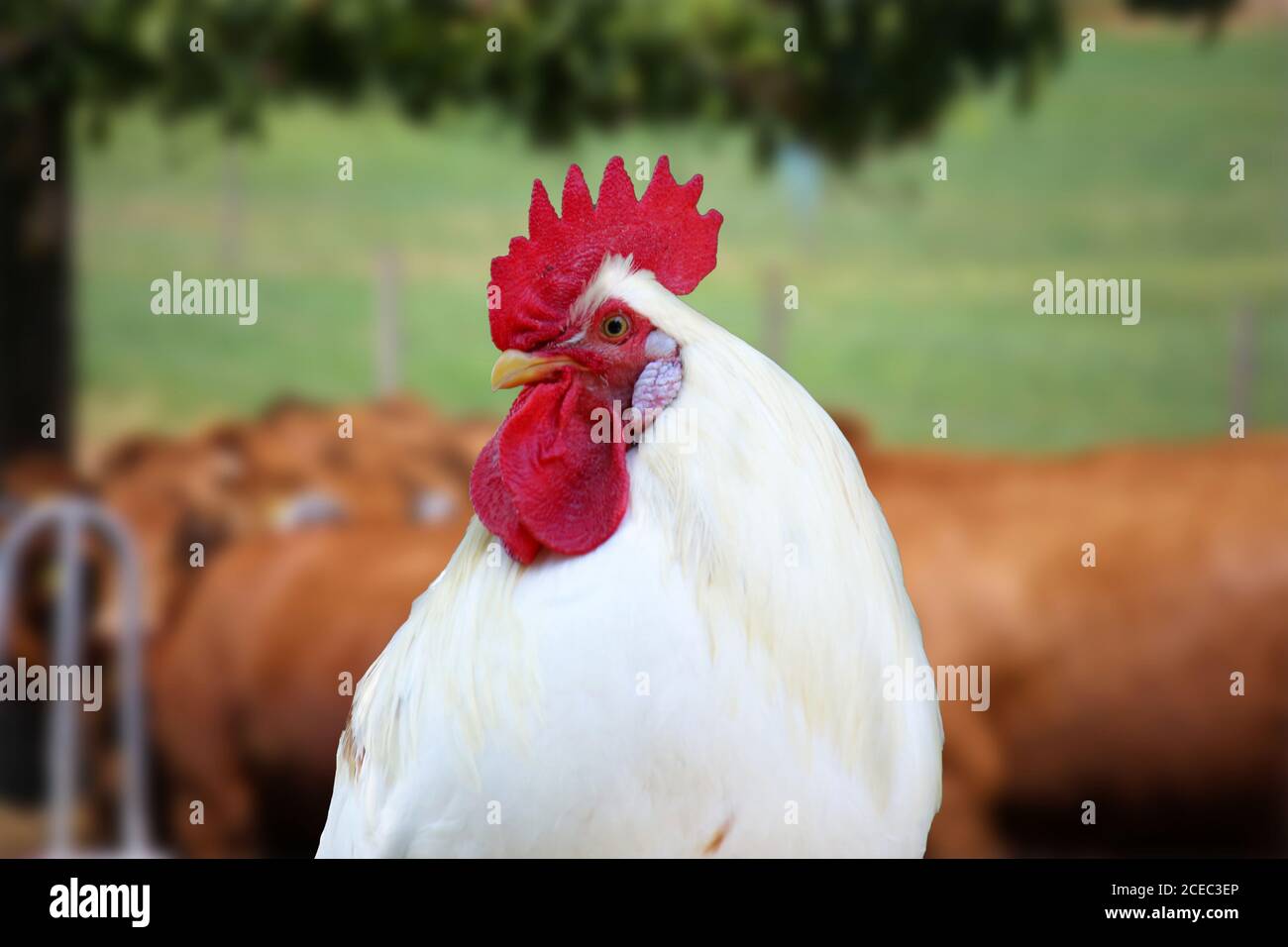 White rooster hi-res stock photography and images - Alamy