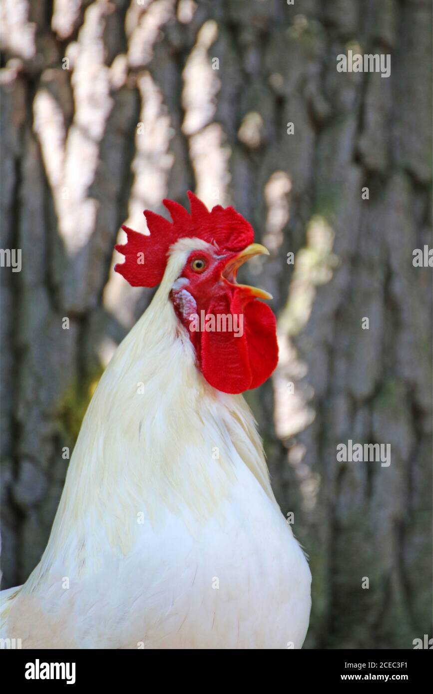 White rooster hi-res stock photography and images - Alamy