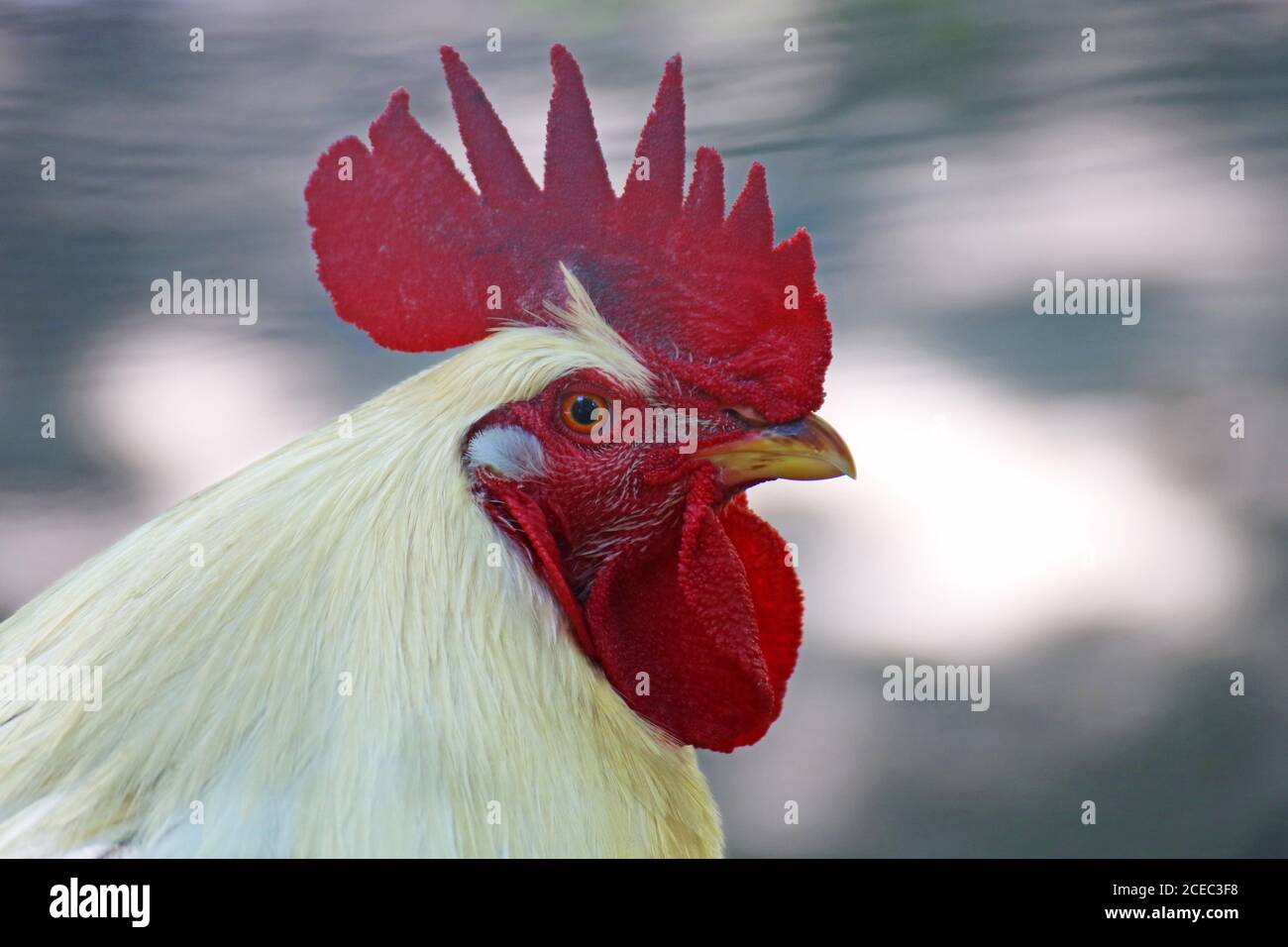 White rooster hi-res stock photography and images - Alamy