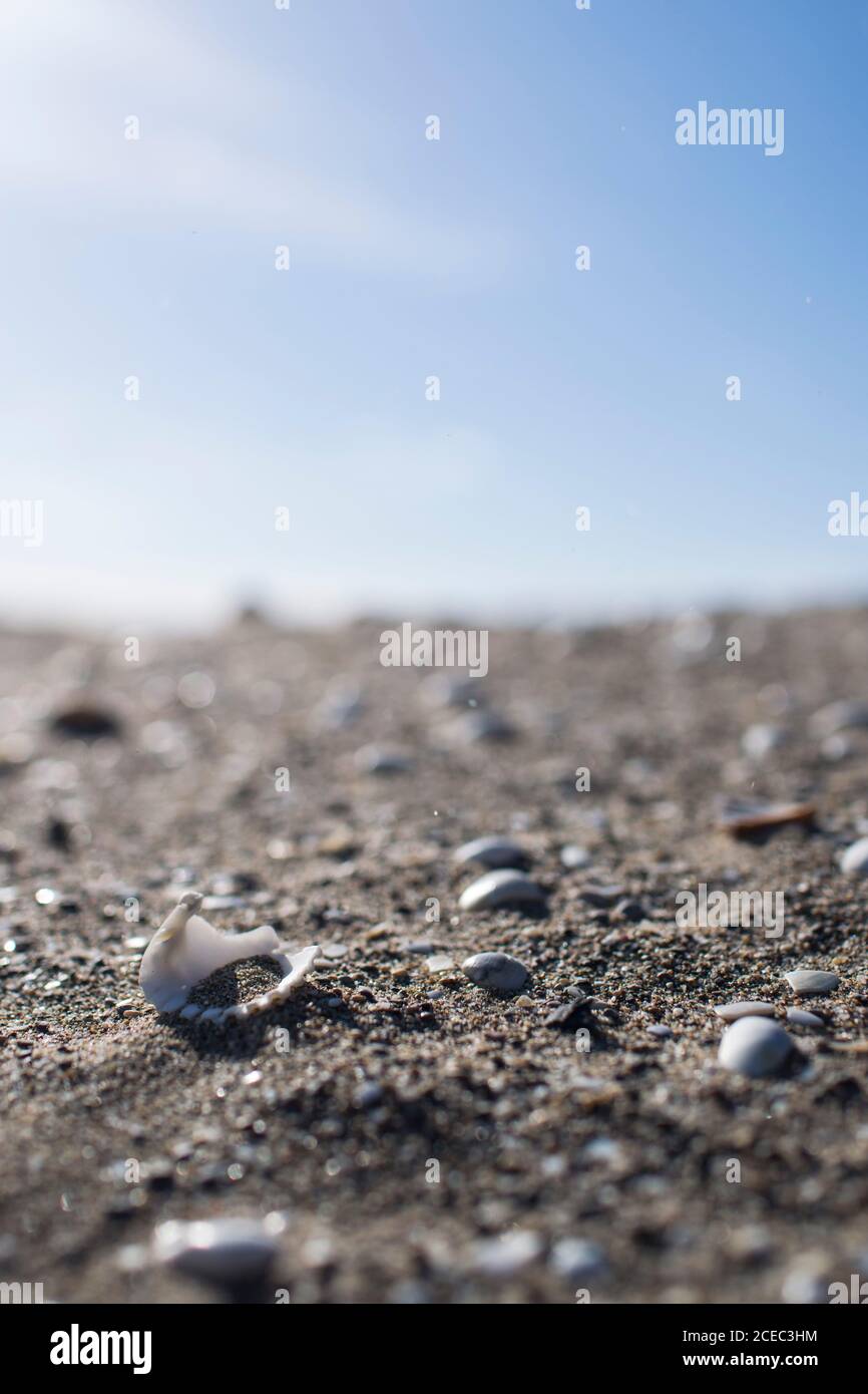Small shells hi-res stock photography and images - Alamy