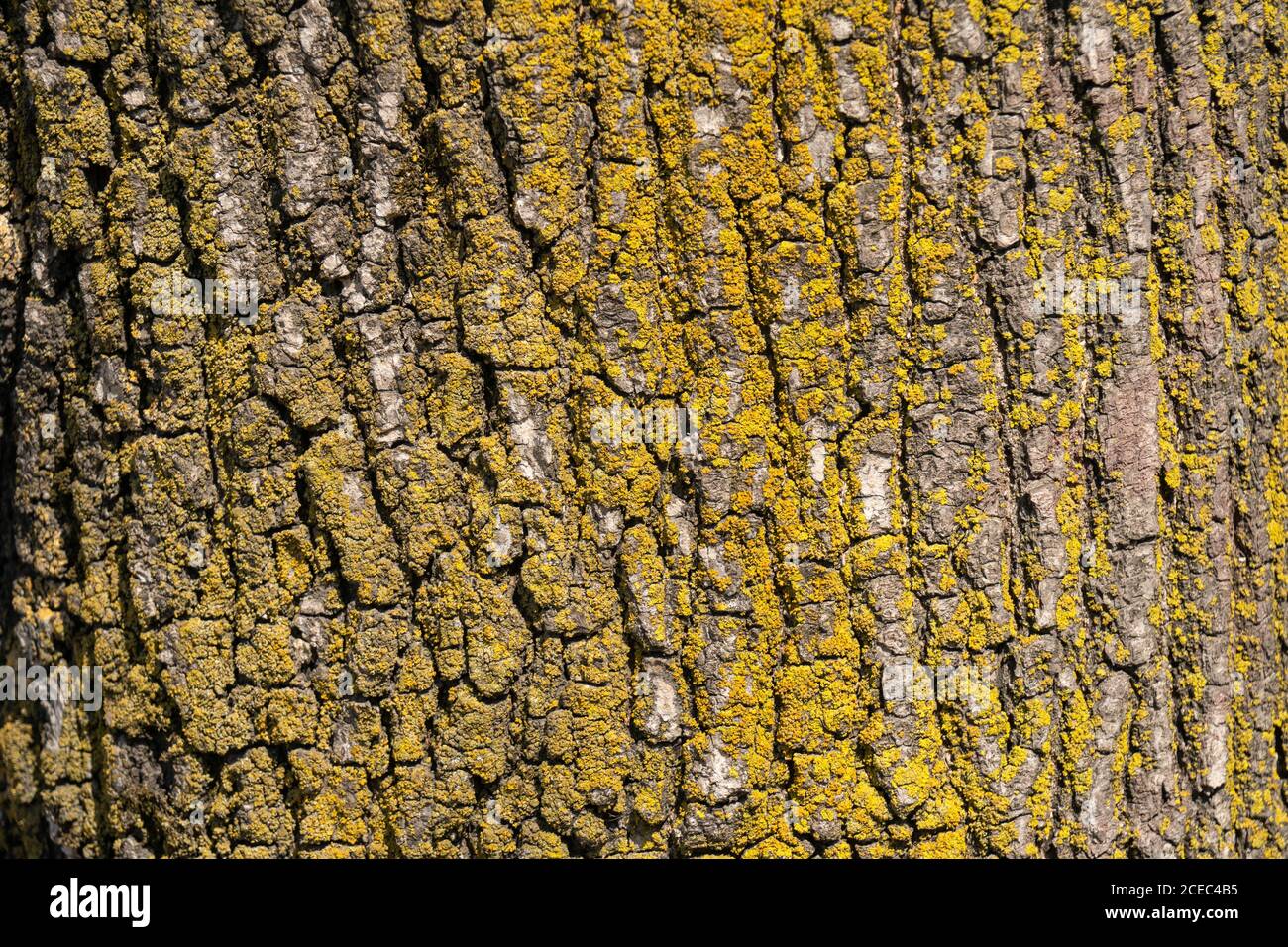 natural texture background bark tree Stock Photo - Alamy