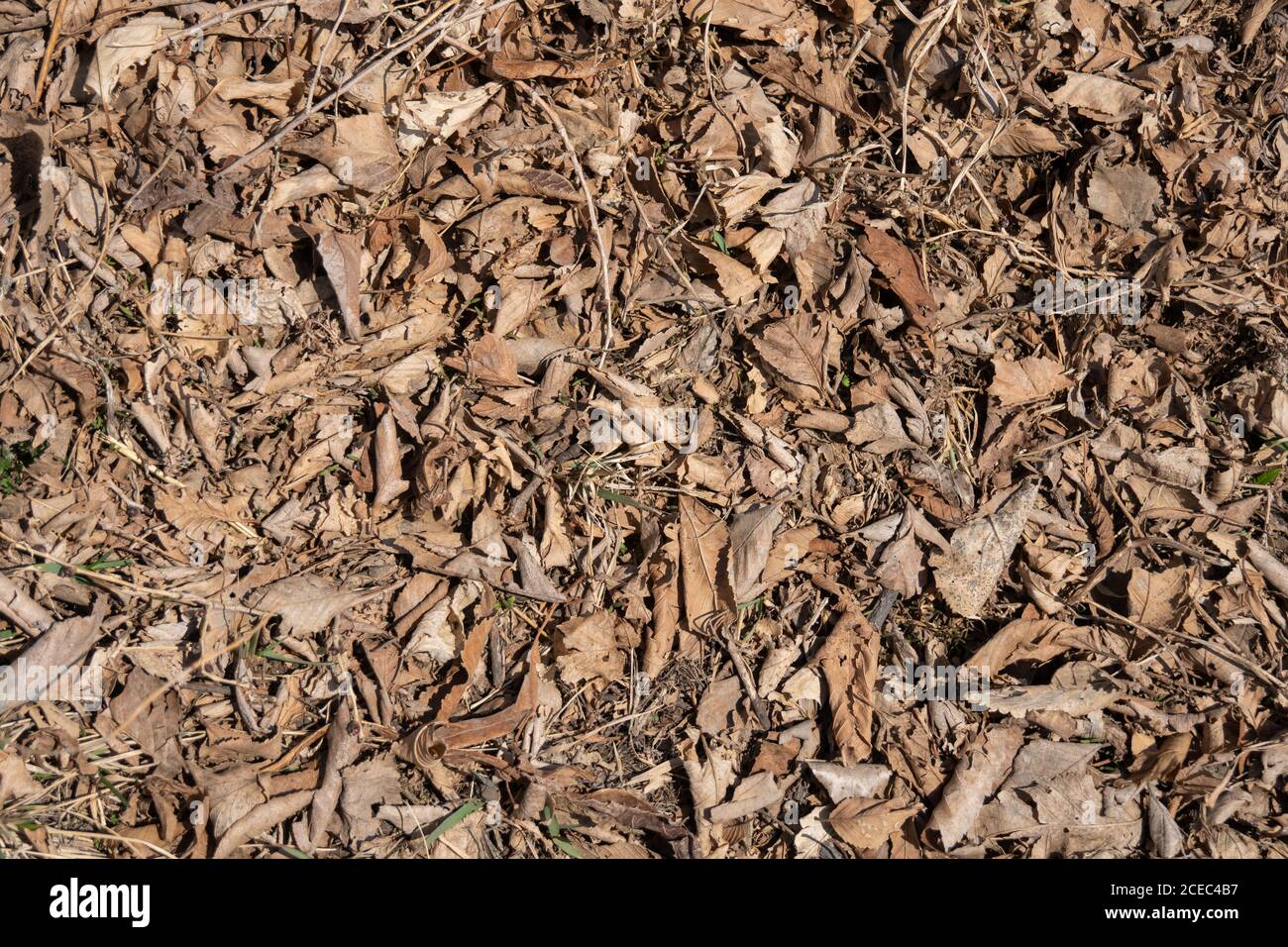 natural texture background of last year's foliage Stock Photo - Alamy