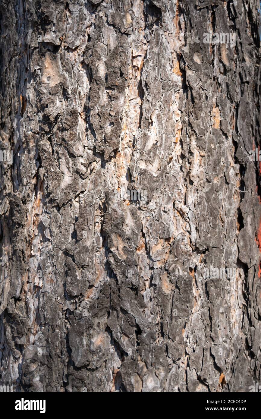 natural texture background bark tree sunny weather outdoor Stock Photo ...