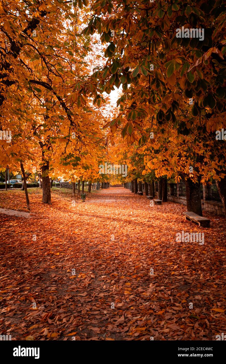 Alley magnificent autumn forest hi-res stock photography and images - Alamy