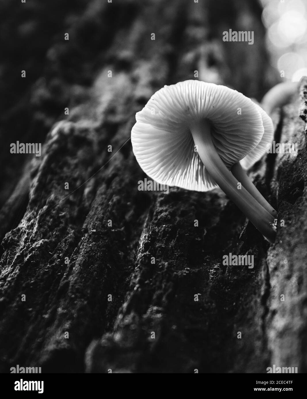 Closeup from below view of mushroom with thin stipe growing on bark of ...