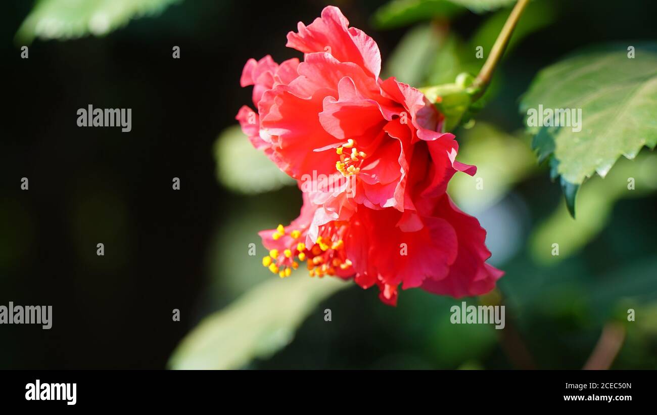 Red gudhal hi-res stock photography and images - Alamy