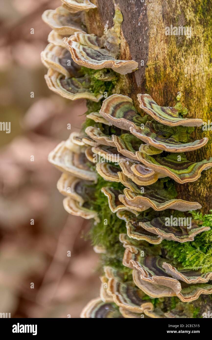 Conk fungi bracket hi-res stock photography and images - Alamy