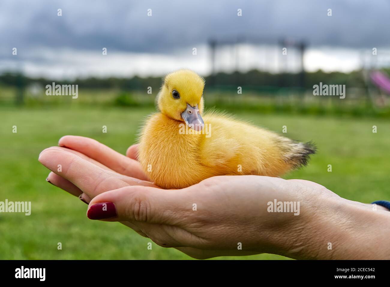 Human And A Baby Duck