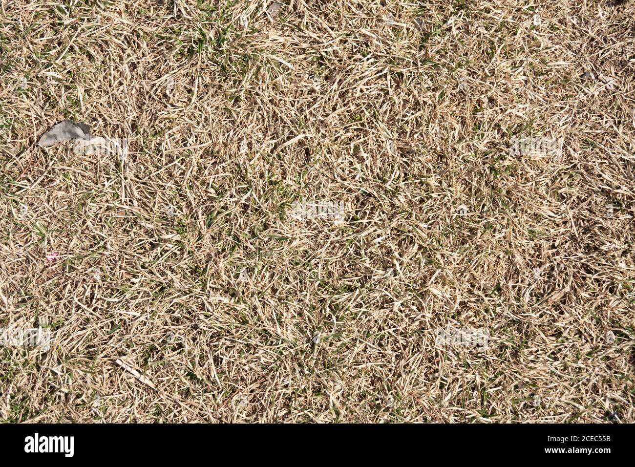 natural background texture of last year's grass sunny weather outdoor ...
