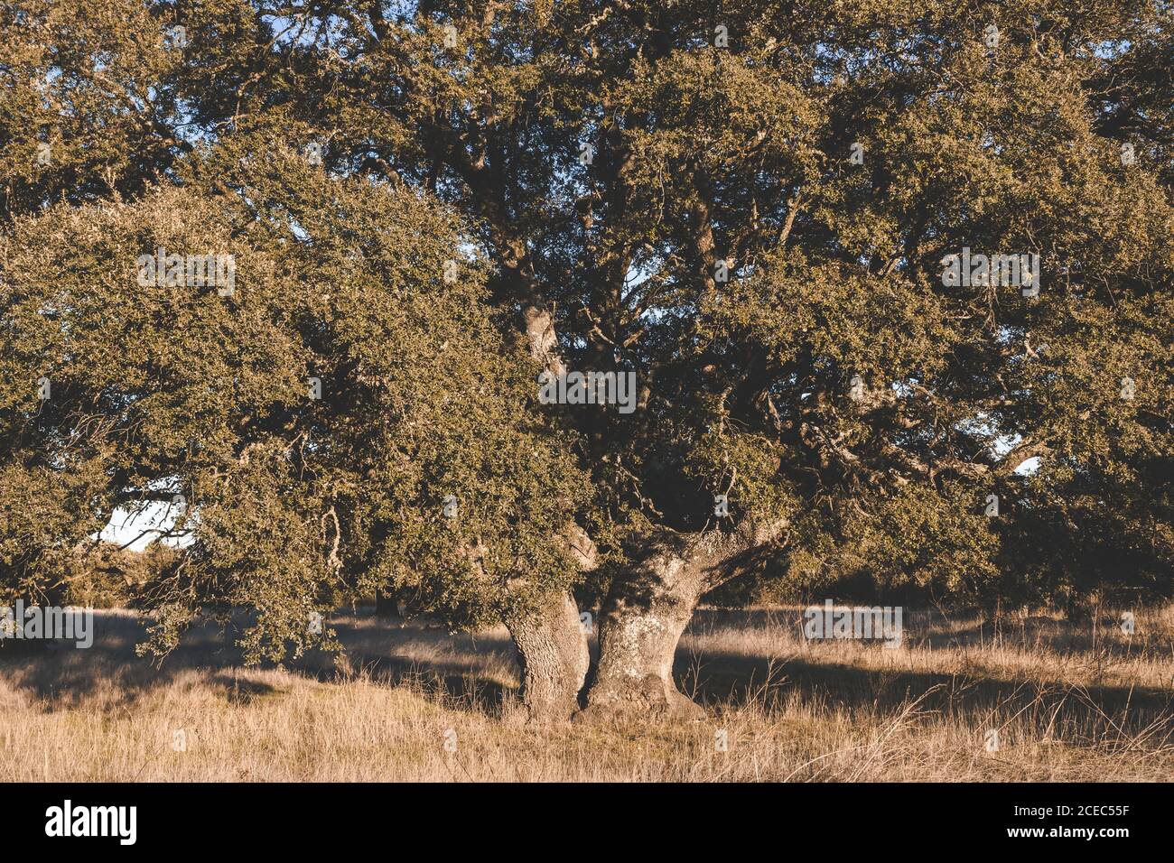 Big green tree on hi-res stock photography and images - Alamy