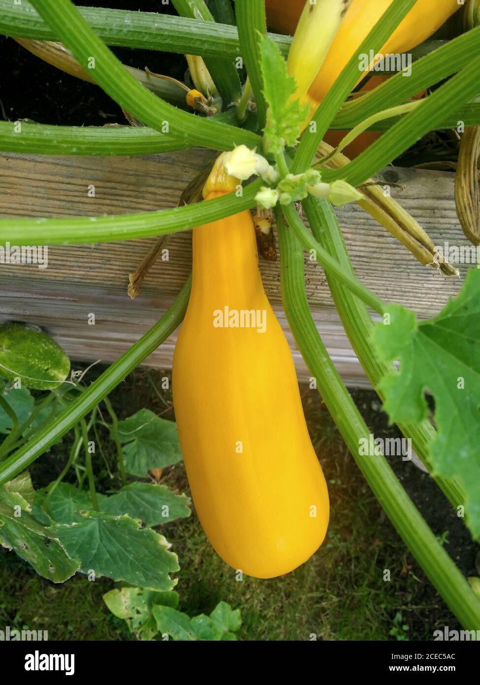 Cucurbita Pepo Subsp Pepo