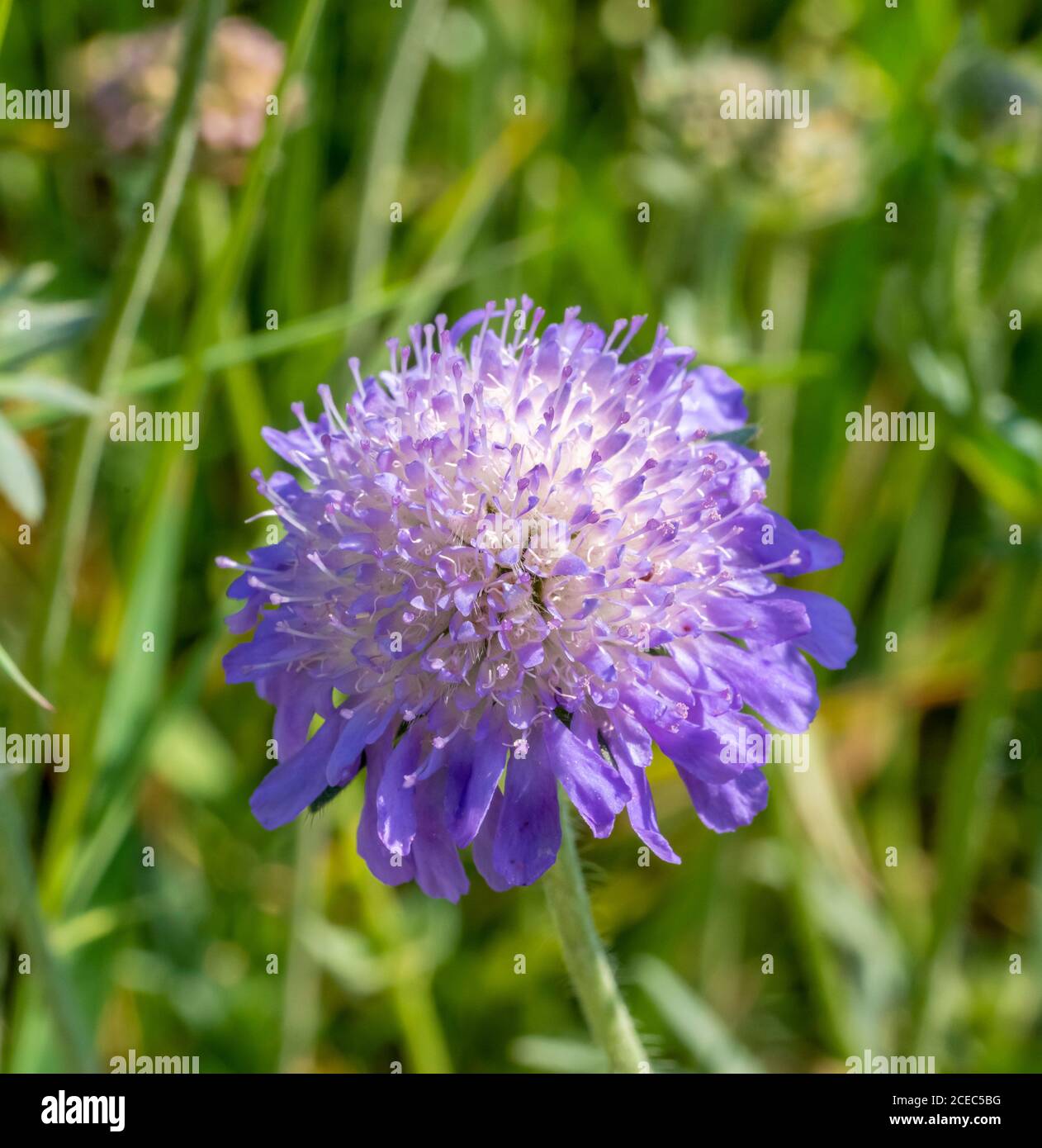 field scabious flower head in natural sunny ambiance Stock Photo - Alamy