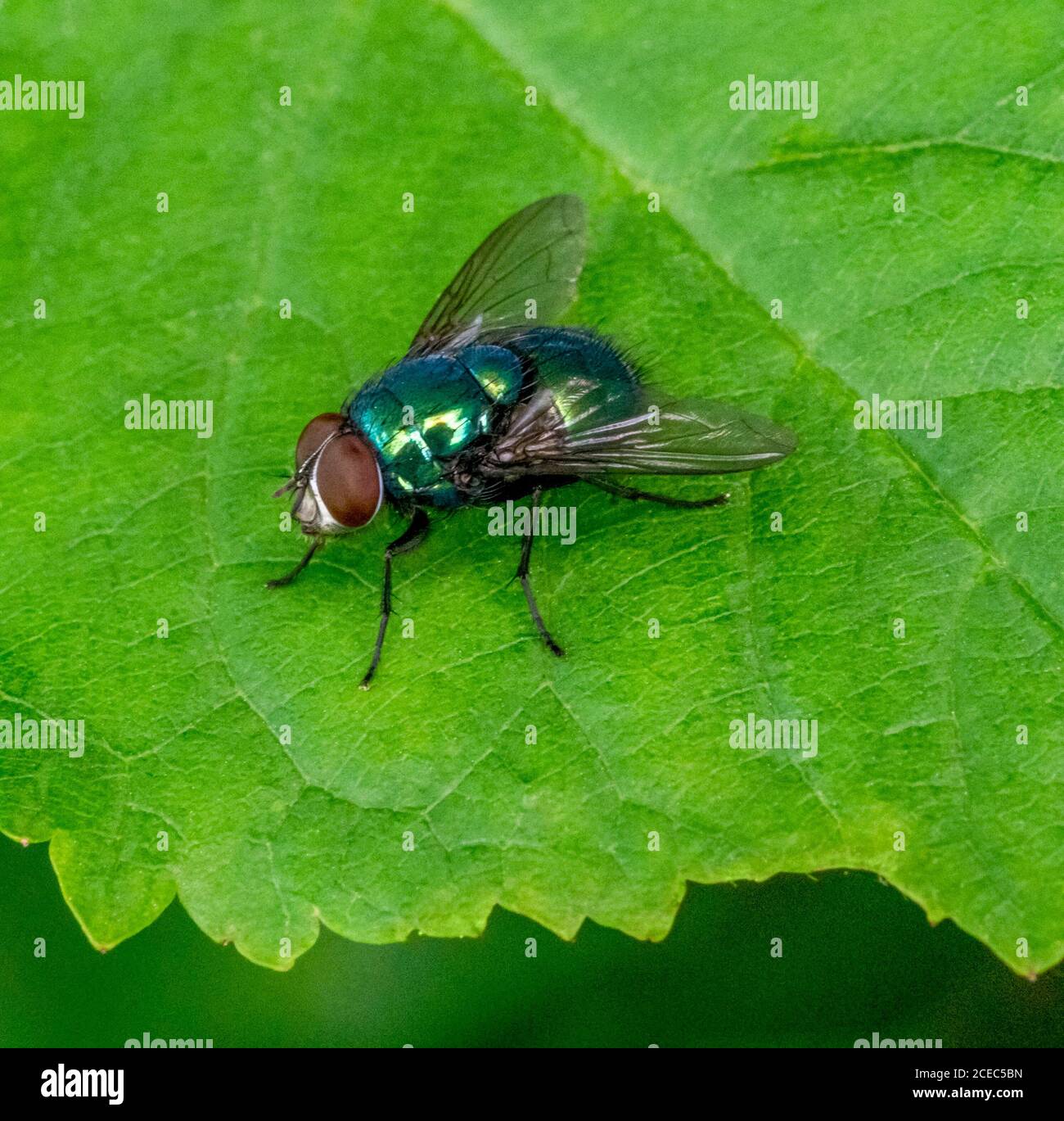Metallic green fly and leaf hi-res stock photography and images - Alamy