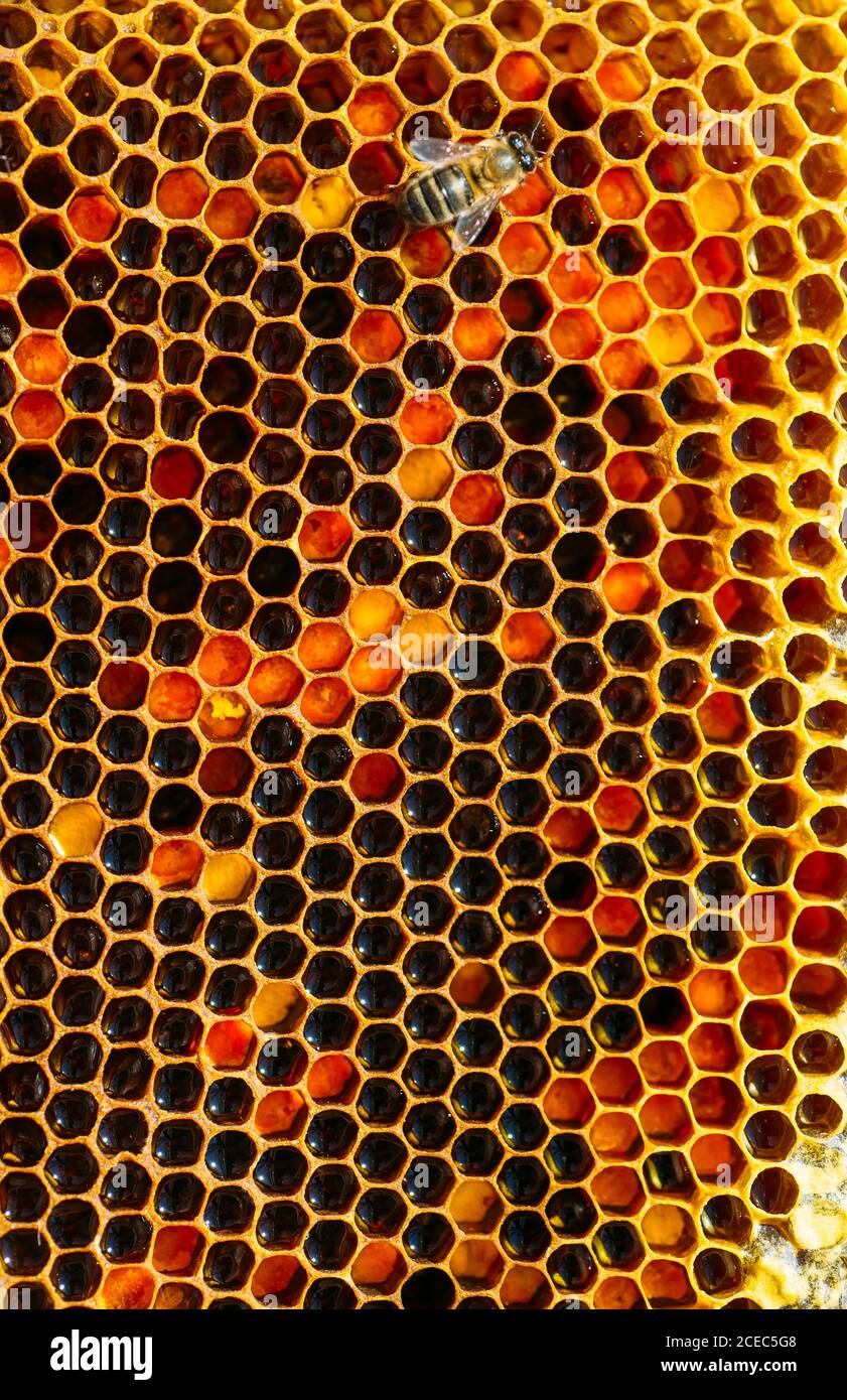 Busy Texture High Resolution Stock Photography and Images - Alamy