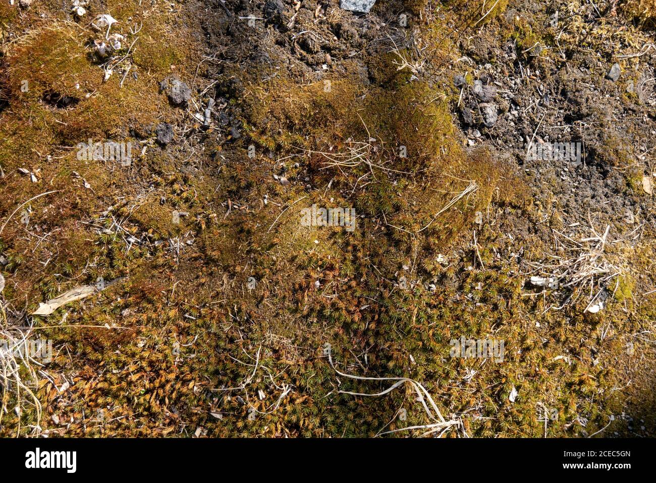 natural texture background spring moss Stock Photo - Alamy