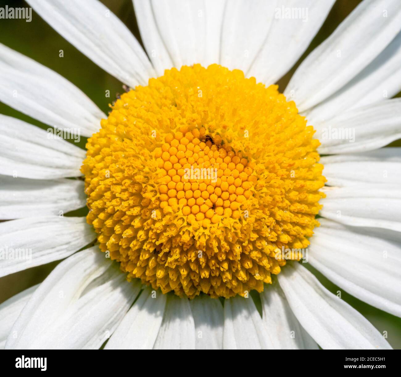 Daisy flower head hi-res stock photography and images - Alamy